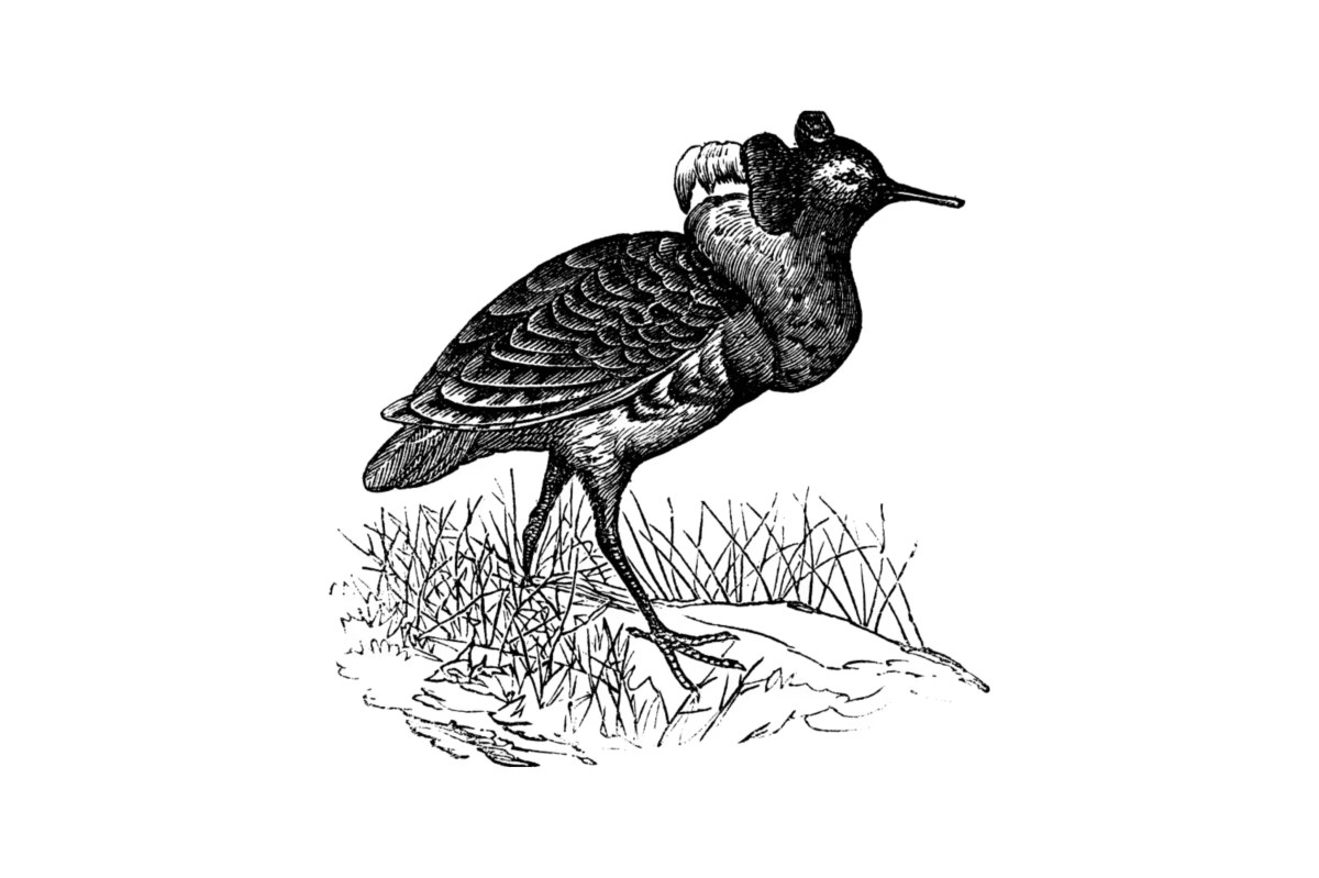 Shilly Shally – Poétique